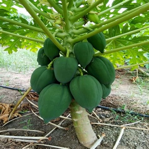 Hybrid Papaya Seed Syed Garden