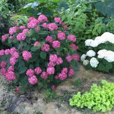 Magical® Ruby Red Hydrangea Plant Addicts