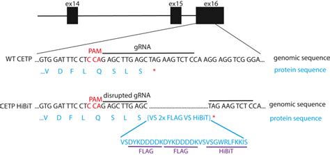 Protocol For Hibit Tagging Endogenous Proteins Using Crispr Cas9 Gene
