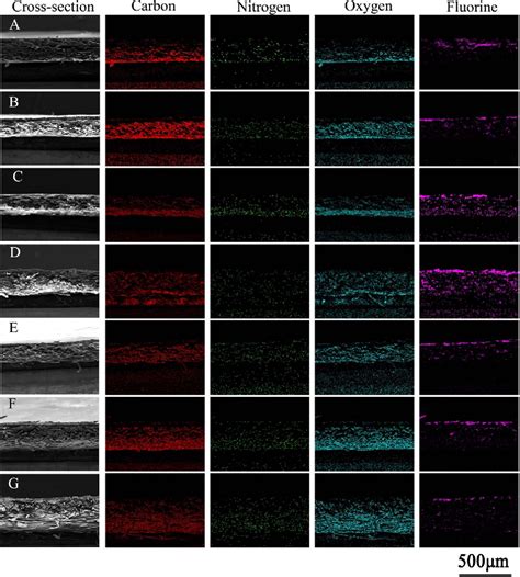 Figure 4 From Polyethyleneimine Assisted Co Deposition Of Polydopamine Coating With Enhanced