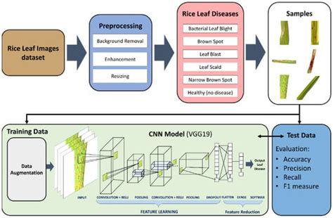 Plants Free Full Text Deep Learning Utilization In Agriculture Detection Of Rice Plant