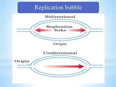 Dna Replication In Eukaryotes Pptx