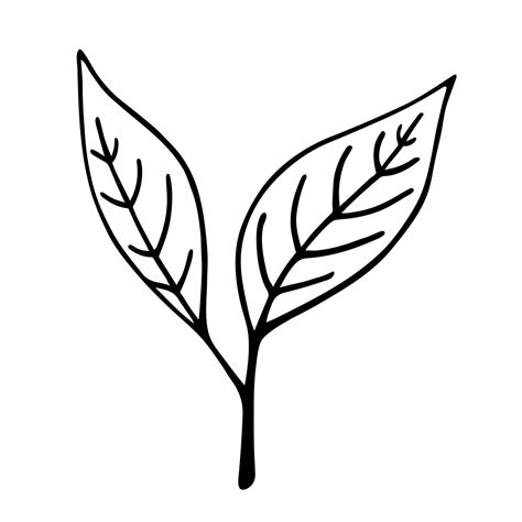 Sprout Vector Icon Black Doodle Of A Twig With Leaves Hand Drawn