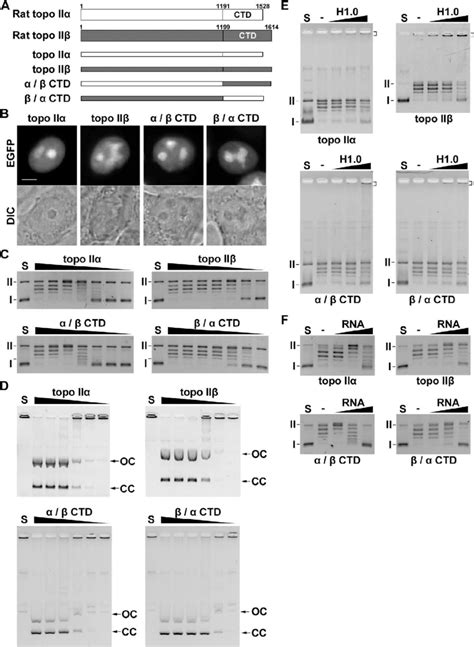 Subnuclear Localization Pattern And In Vitro Catalytic Activity Of The Download Scientific