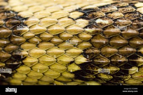 Yellow Rattlesnake Scale Pattern Stock Photo Alamy
