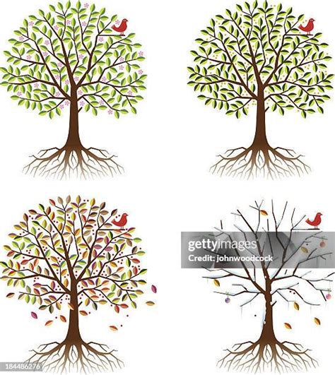 42 One Tree 4 Seasons Stock Photos, High-Res Pictures, and Images ...