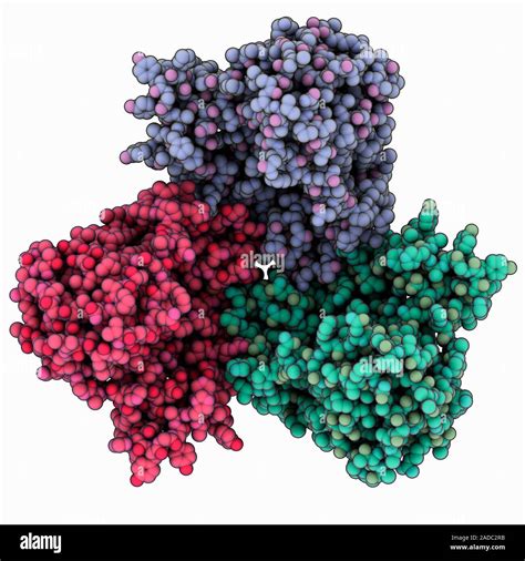 Glutamate Transporter Homolog Computer Model Showing The Trimeric Structure Of A Glutamate
