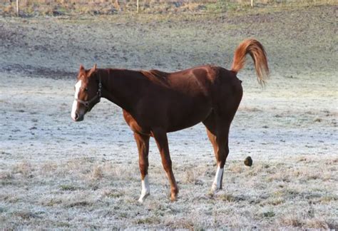 What Does A Healthy Horse Poop Look Like With Pictures Farm And Chill