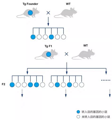 基因修饰小鼠的计划生育手册 知乎