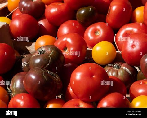 Different Colorful Tomato Breeds From Provence At Farmers Market In