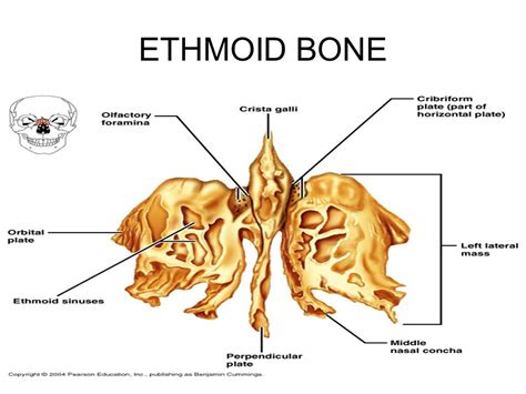 Ethmoid Bone Image