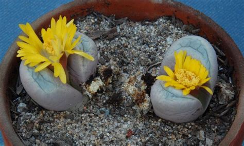 Lithops Meyeri Lithops Plants Garden