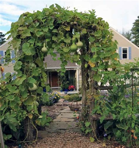 I Love Lagenaria Siceraria Aka Birdhouse Gourd