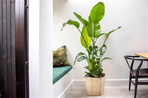 راز نگهداری از نخل نیکولای به روش حرفه ای ها