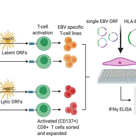 Memory T Cell Subsets Abbreviations Tcm Central Memory T Cells