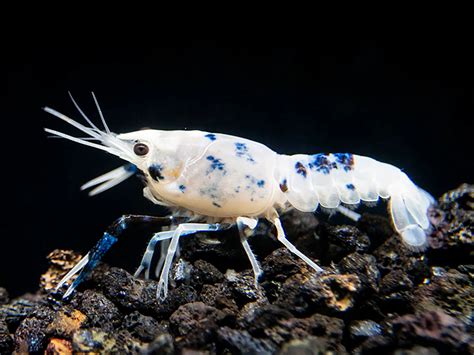 Procambarus Clarkii Aqazero