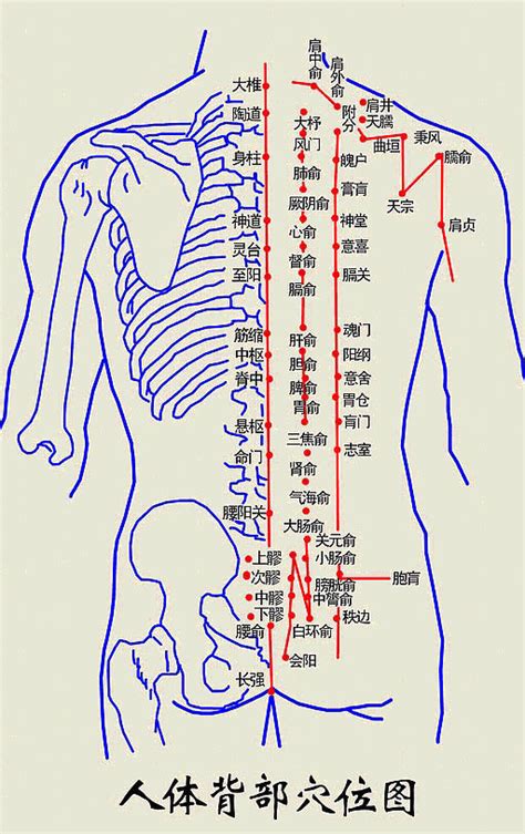 背部拔罐穴位图 百度知道