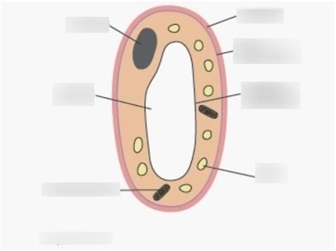 Diagram Of Fungi Cell Diagram Quizlet