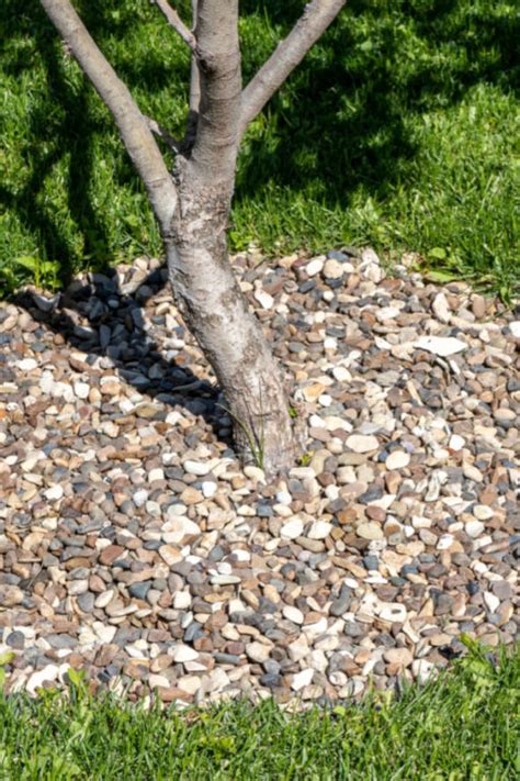 How To Use Stone As A Mulch Where To Use It Where Not To