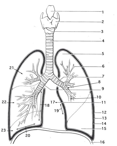 Emt B Anatomy Worksheet