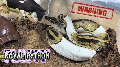Fluffy Royal Python Feeding 100424 Youtube