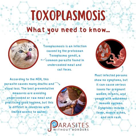 What Causes Toxoplasmosis