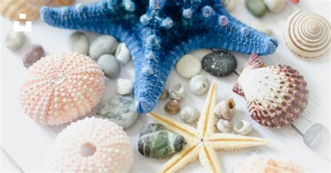 흰색 바탕에 바다 조개와 불가사리 사진 Unsplash의 무료 바다 이미지