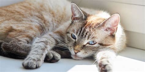 Ringworm Pada Kucing Penyebab Gejala And Cara Mengobatinya Pintarpet