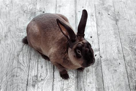 Rex Rabbit Breed Care Guide Lifespan And Traits Hepper Pet Resources