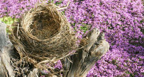 Navigating Empty Nest Syndrome With Parts Work Jackie J Reid