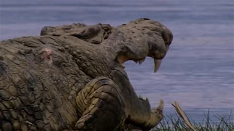 Giant Nile Crocodile Gustave Worlds Deadliest Crocodile Gustave Has