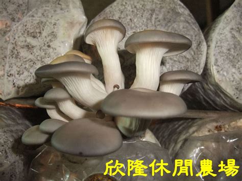 認識蕈類南投欣隆綜合農業有限公司