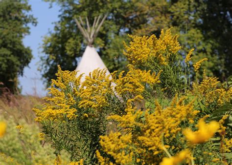 Mn Seeds Native Plant Community Science Project Demonstration