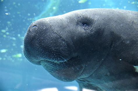 말미잘 흰 동가리 양서류 물고기 수족관 물 생물 수중 세계 수영 해양 생물 Meeresbewohner 수중 Pikist