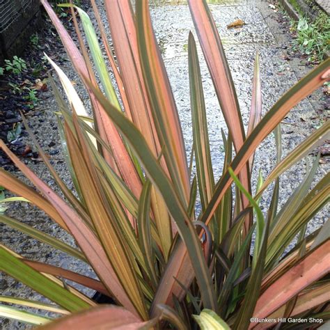 Phormium Sundowner 7 5ltr Bunkers Hill Plant Nursery