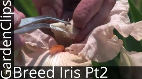 Iris Genetics And Hybridizing With Dr Kenneth Kidd Part 2 Breeding Iris How It S Done