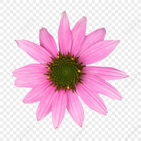 Gambar Foto Ilustrasi Fotografi Bunga Krisan Warna Echinacea Kelopak