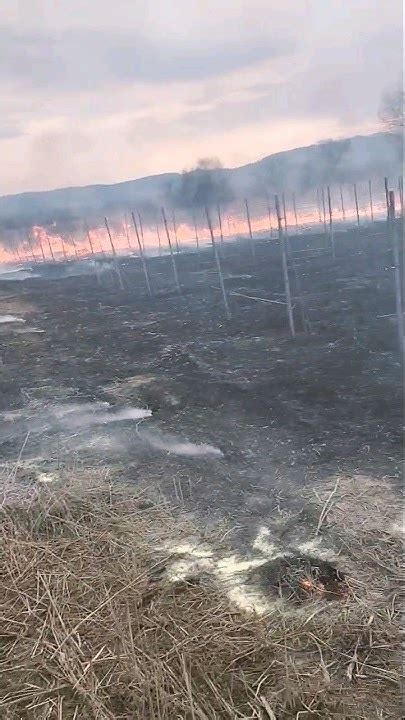 ვენახი იწვის Youtube