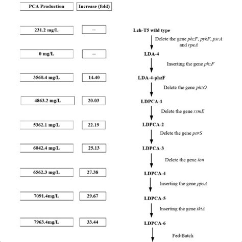 Colony Morphology Of Different Strains A Pseudomonas Chlororaphis Download Scientific
