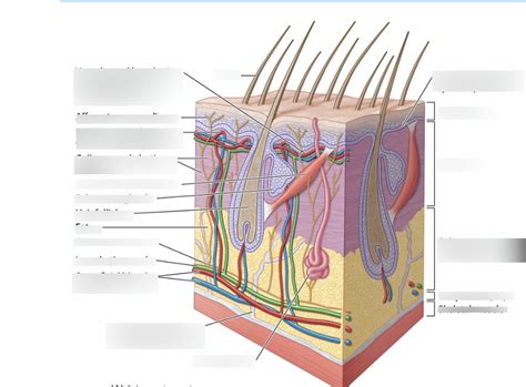 511 Ppt 1 Structure Of Skin And Subcutaneous Tissue 1 Diagram Quizlet