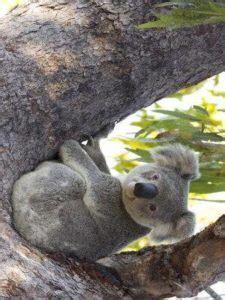 Wand Rotate Function In Python Geeksforgeeks