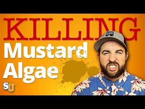 How To Get Rid Of Mustard Algae In A Pool Mustard Algae Pool Care Pool Algae