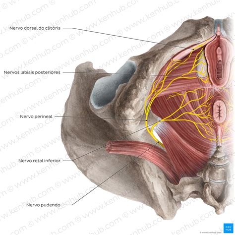 Clitóris Localização E Anatomia Kenhub
