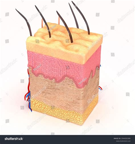 Human Epithelium Dermis Subcutaneous Hypodermis Subcutaneous Stock Illustration 2544352395
