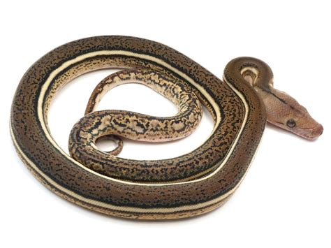 2023 Female Tiger Anthrax Reticulated Python New England Reptile Nerd