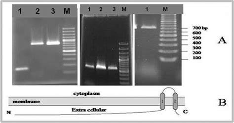 A The Smart Ds Cdna Was Amplified Using Specific Primers For Tasp Gene