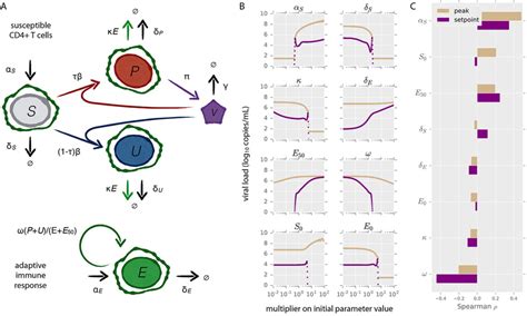 Mathematical Model And Theoretical Parameter Analyses Demonstrate The