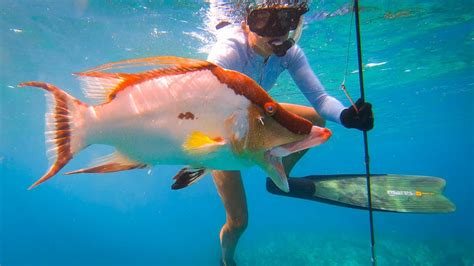 She Shot A Giant Hogfish Spearfishing For Dinner For Everyone Youtube