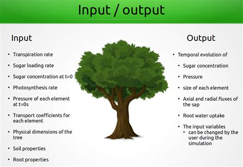 Description Of The Modelled System — Tree Box Model 03 Documentation
