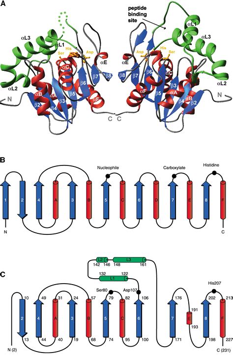 Structural Basis For The Cyclization Of The Lipopeptide Antibiotic Surfactin By The Thioesterase